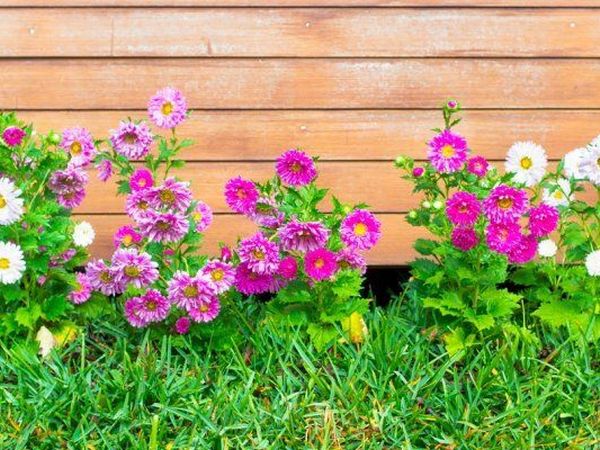 The most dangerous diseases and pests of asters - photos, descriptions ...