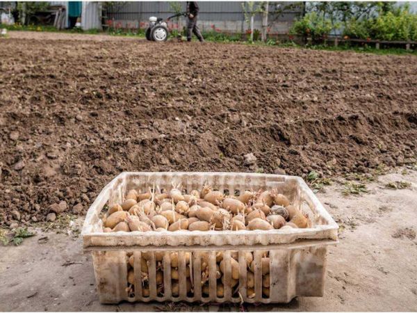 What to add to potato beds in spring - 3 proven options