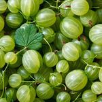 Gooseberry seeds buy wholesale and retail in UKRseeds. New varieties ...