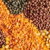 Lentil seeds buy wholesale and retail in UKRseeds. New varieties and ...
