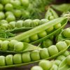 Pea seeds buy wholesale and retail in UKRseeds. New varieties and hybrids.