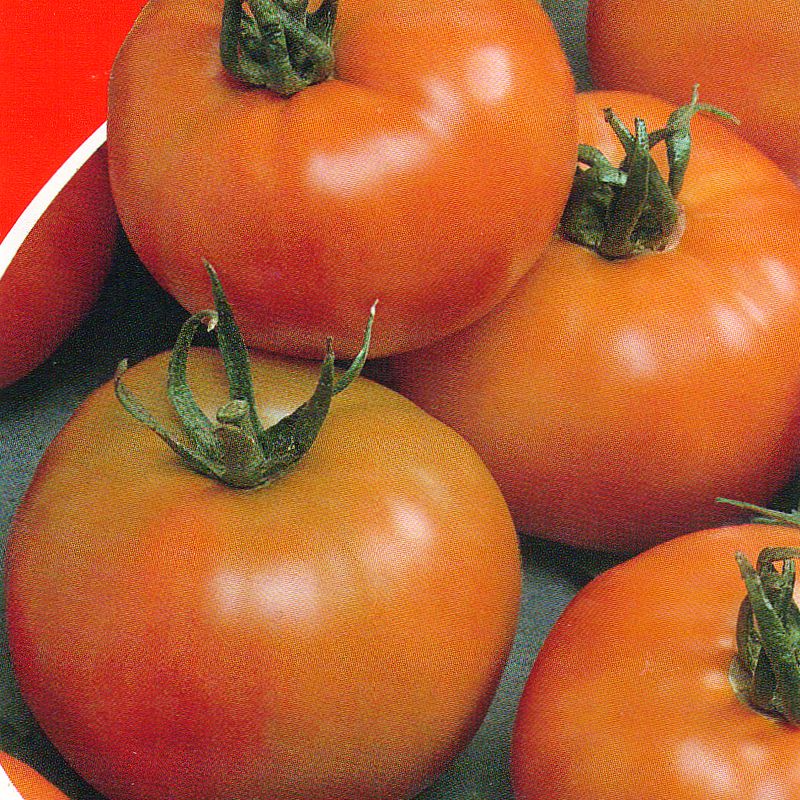 Купить Семена томата «Армянский» можно в интернет магазине UKRseeds